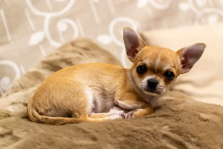 Hund Kleine Wohnung