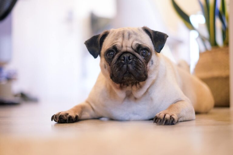 Hund Kleine Wohnung